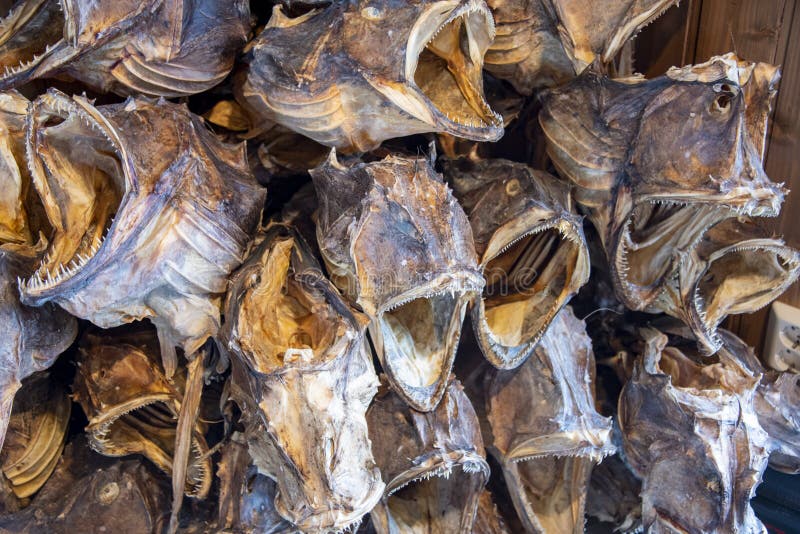 Dried Cod Heads stock image. Image of fishery, olstind - 355944447