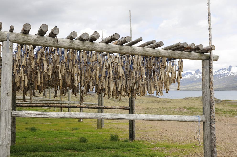 Dried cod in Iceland stock image. Image of fishes, norwegian - 31900241