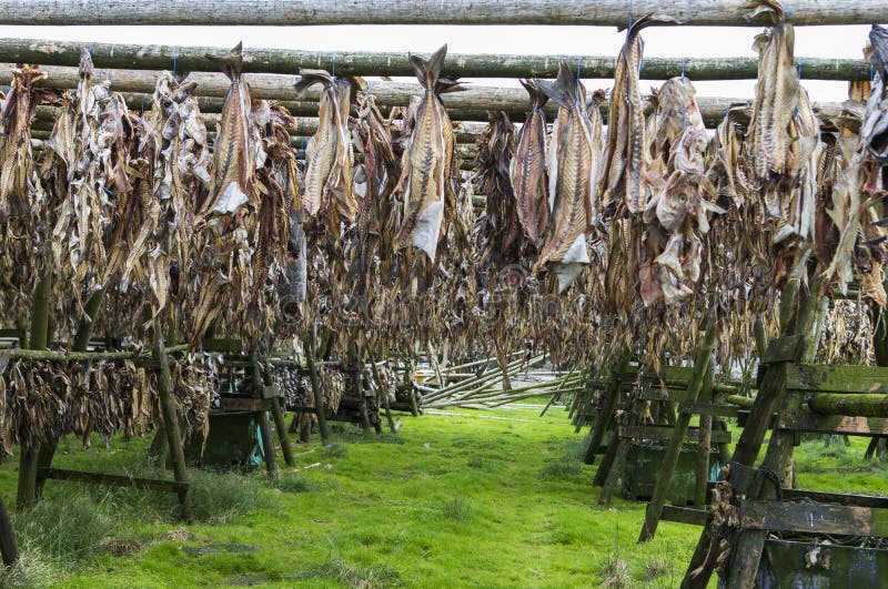 Dried cod stock photo. Image of stink, head, hanging - 57836660