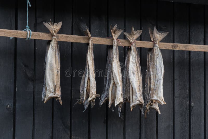 Dried Cod Outside a House in the Faroe Islands Stock Photo - Image of ...