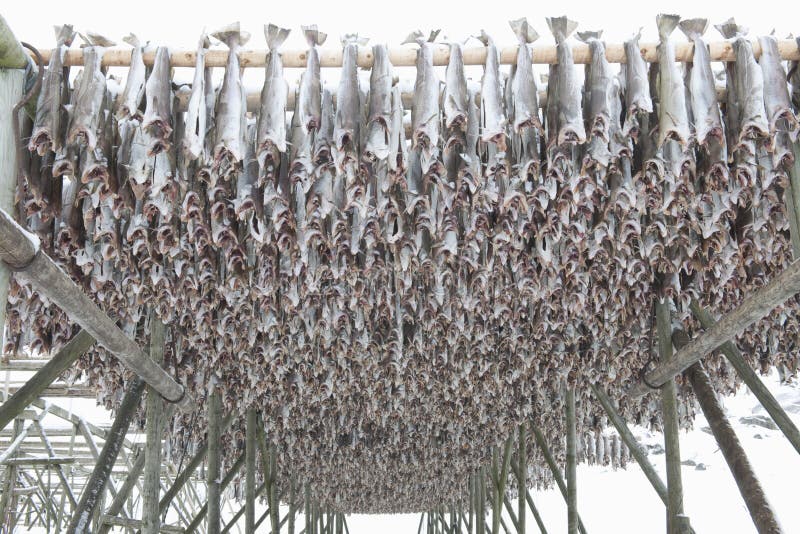 Dried Cod Stockfish in Loftofen Norway for Export To Italy Stock Image ...