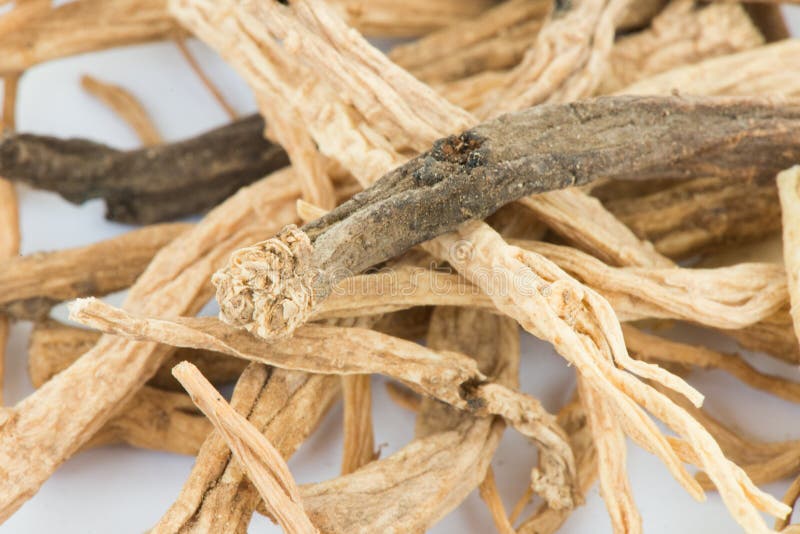 Muskroot, Indian Spikenard (Jatamanshi) Stock Image - Image of indian ...
