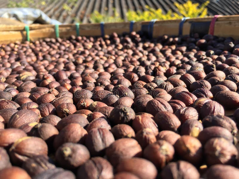 Dry Coffee Bean on the Rooftop. Stock Image - Image of rooftop, process ...