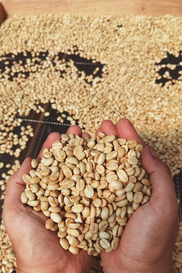 Dried coffee beans stock image. Image of closeup, seed - 337245179