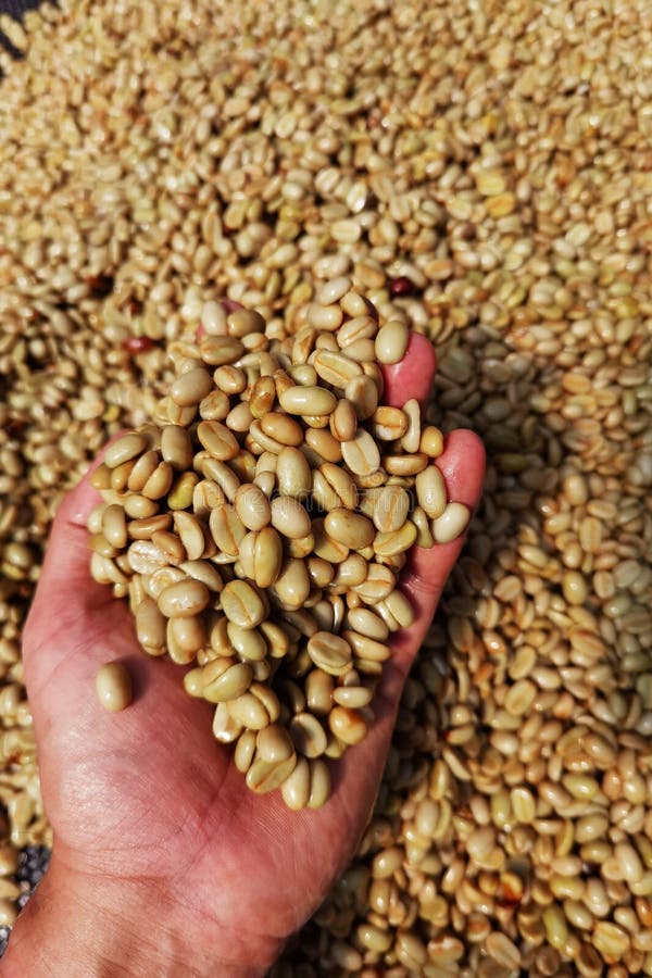 Dried coffee beans stock photo. Image of coffee, brown - 327877878