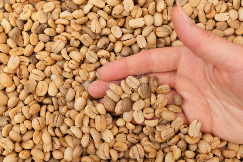 Dried coffee beans. stock photo. Image of caffeine, coffee - 113623516