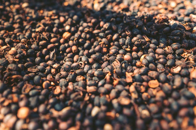 Dried Coffee Beans the Process of Making Coffee Stock Image - Image of ...