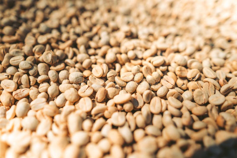 Dried Coffee Beans the Process of Making Coffee Stock Photo - Image of ...