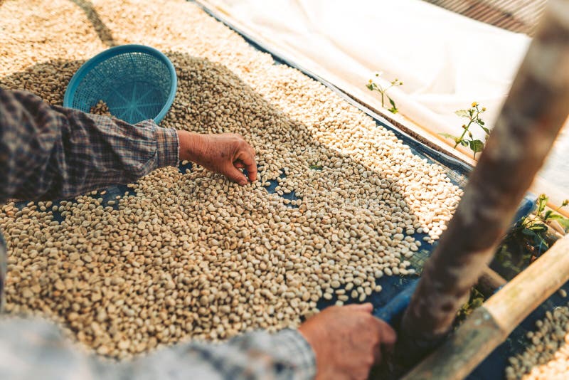 Dried Coffee Beans the Process of Making Coffee Stock Photo - Image of ...