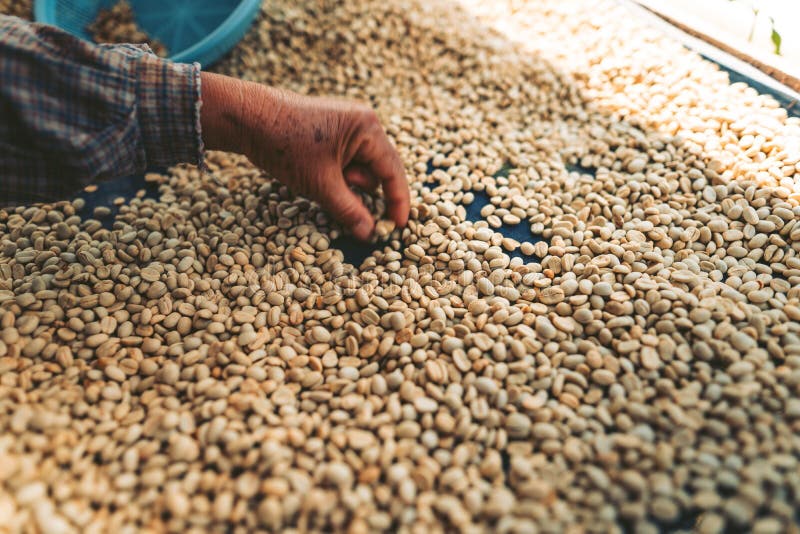 Dried Coffee Beans the Process of Making Coffee Stock Image - Image of ...