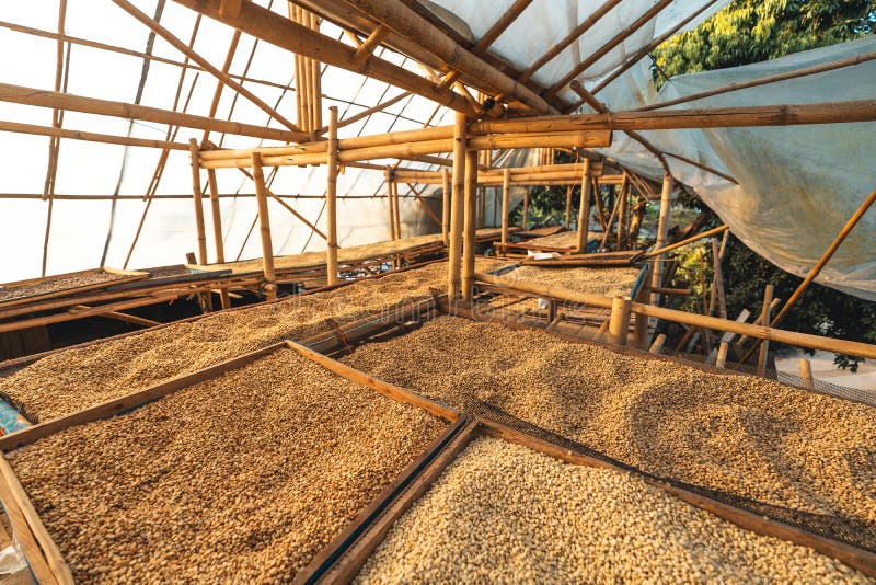 Dried Coffee,Parchment Coffee Dry in the Bamboo House Stock Image ...