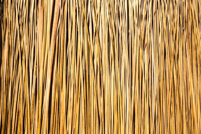 Dried Cogon grass stock photo. Image of pattern, texture - 64438952