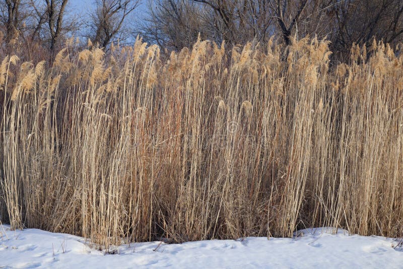 Dried Common Reed on Riverside in Winter Stock Image - Image of river ...