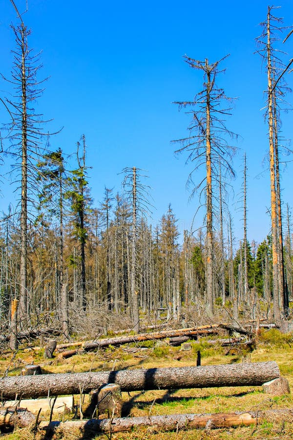 Dried coniferous forest stock image. Image of destruction - 31762385
