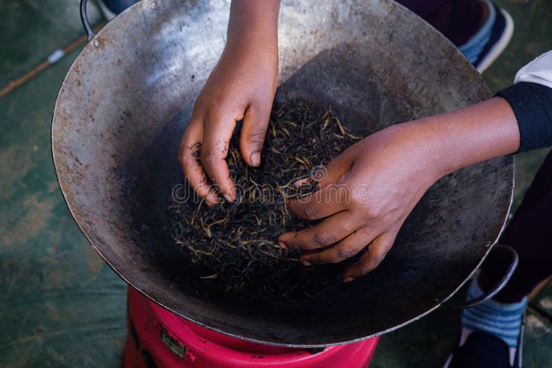Dried Cooked Tea Leaves in a Pan Sorted Stock Image - Image of leaves ...