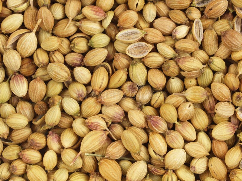 Dried coriander seeds stock photo. Image of seed, background - 23644848