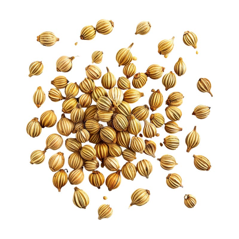 Dried Coriander Seeds on Transparent Background - Ai Generated Stock ...