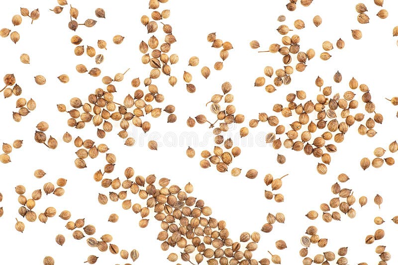 Dried Coriander Seeds on White Background, View from Above. Coriander ...