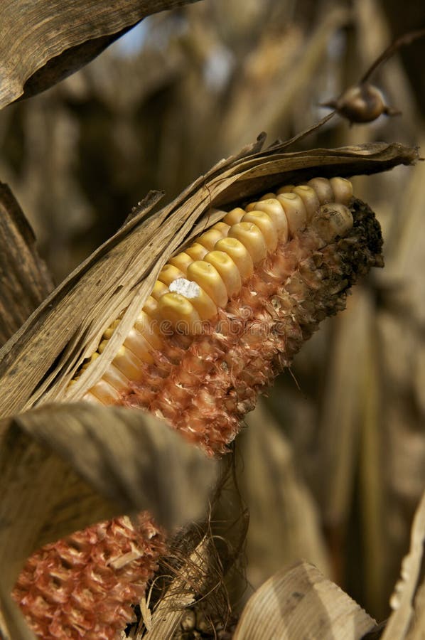 Dried Corn stock photo. Image of plant, outdoors, growing - 11561844