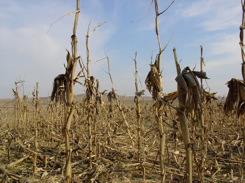 Dried Corn stock image. Image of pollution, contamination - 93947