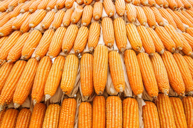 Dried corn stock image. Image of nature, crops, autumn - 63646709