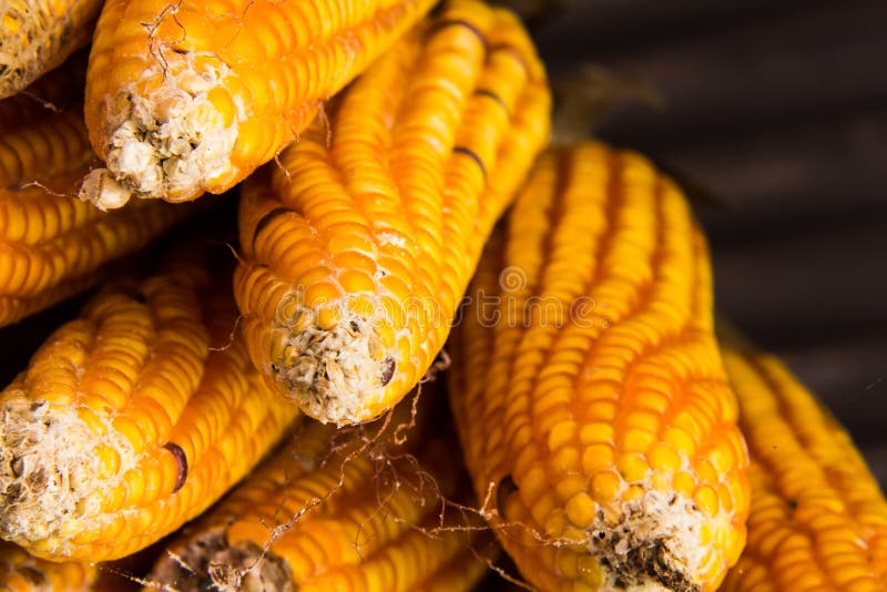 Dried corn stock image. Image of animal, peel, hang, dried - 61796601