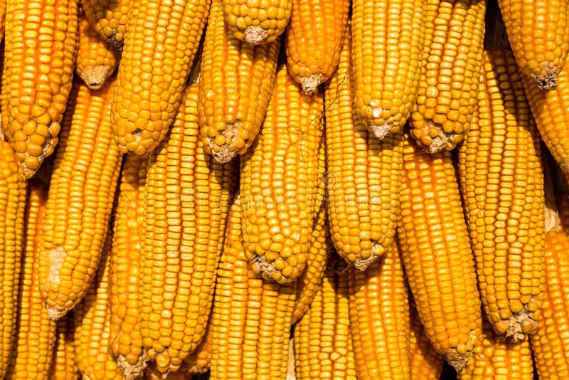 Dried corn stock image. Image of group, bird, color, natural - 68507919