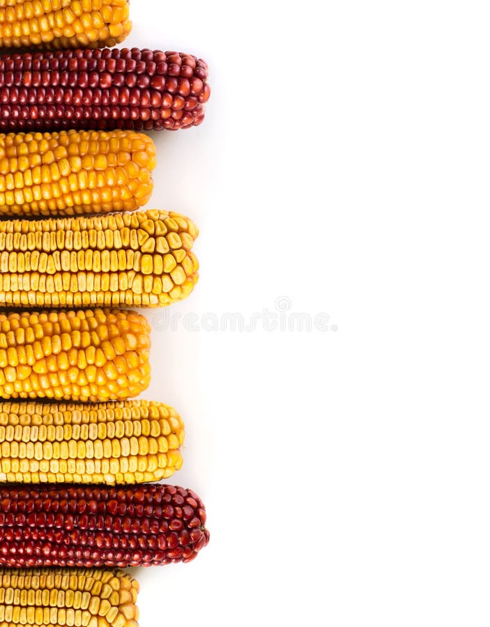 Dried Corn Kernels Placed on a White Background. Corn for Popcorn Stock ...