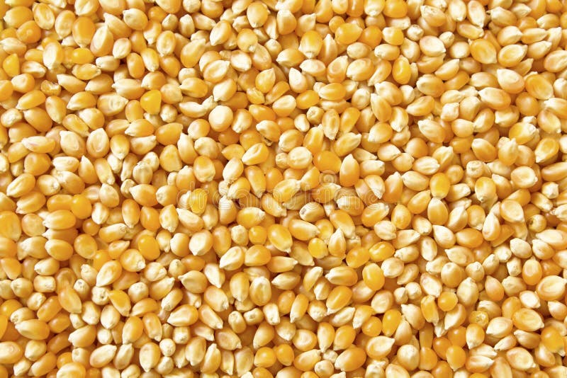 Dry Corn Grains, Background Stock Image - Image of harvest, grains ...