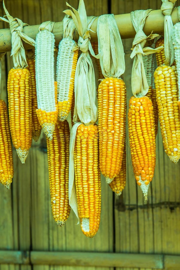 Dried corn on bamboo wall stock photo. Image of vegetable - 213595288