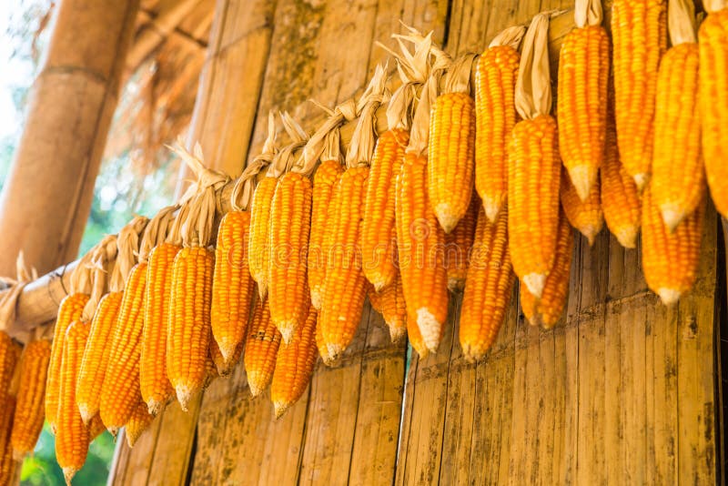 Dried corn on bamboo wall stock photo. Image of organic - 213595336