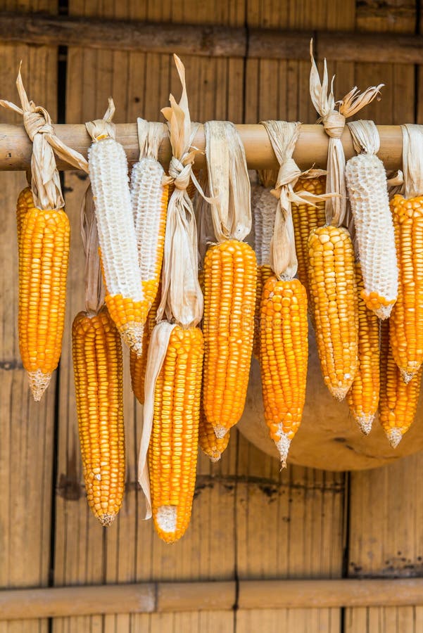 Dried corn on bamboo wall stock image. Image of organic - 207519347