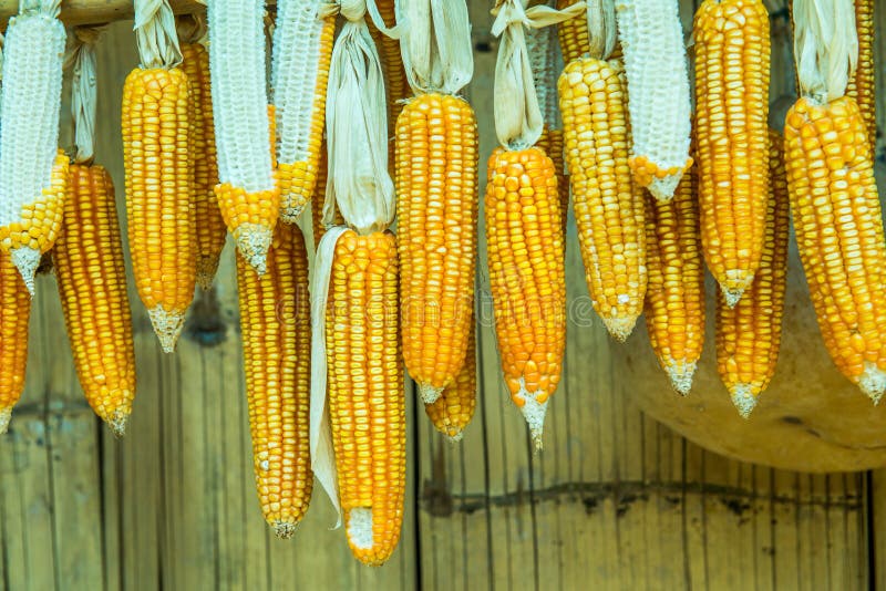 Dried corn on bamboo wall stock image. Image of vegetarian - 208383017