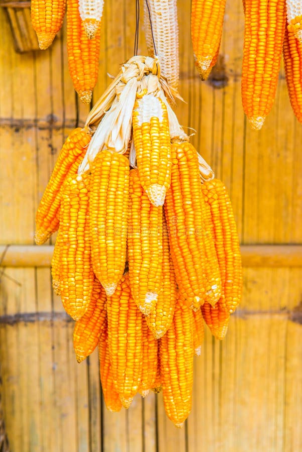 Dried corn on bamboo wall stock image. Image of produce - 208383037