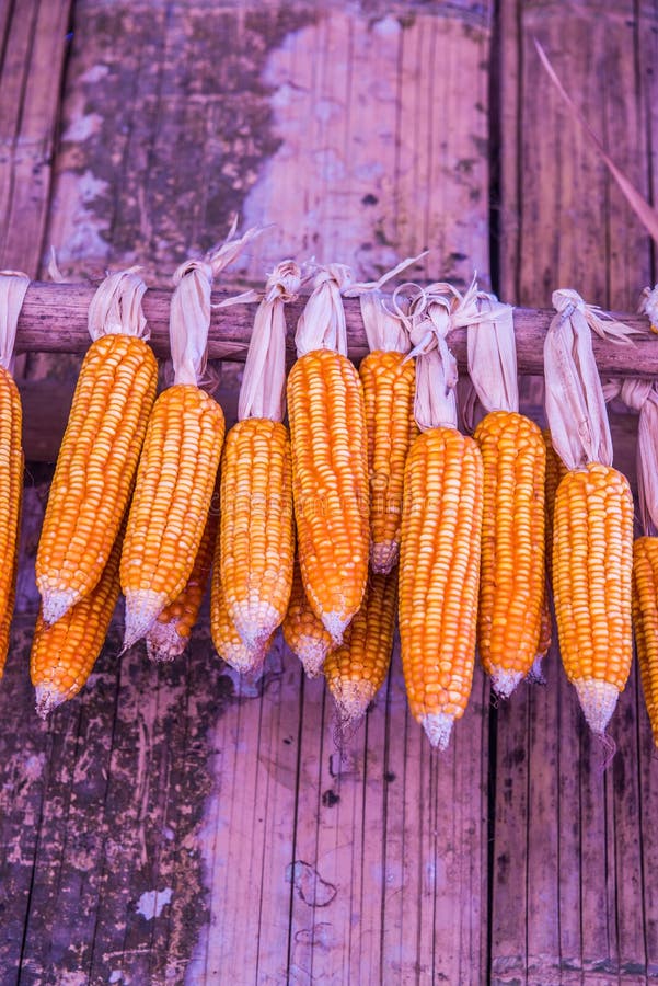 Dried corn on bamboo wall stock image. Image of organic - 208383383