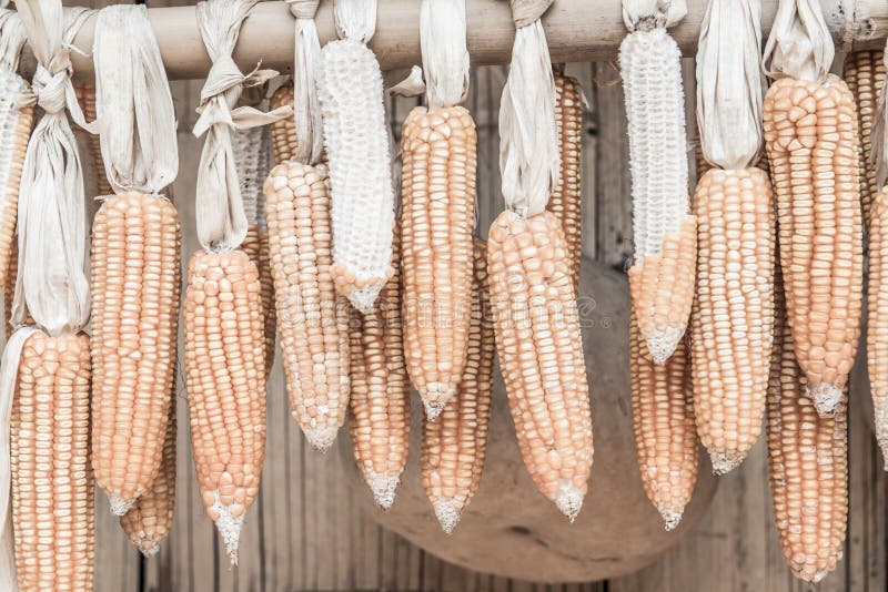 Dried corn on bamboo wall stock photo. Image of vegetable - 193260478