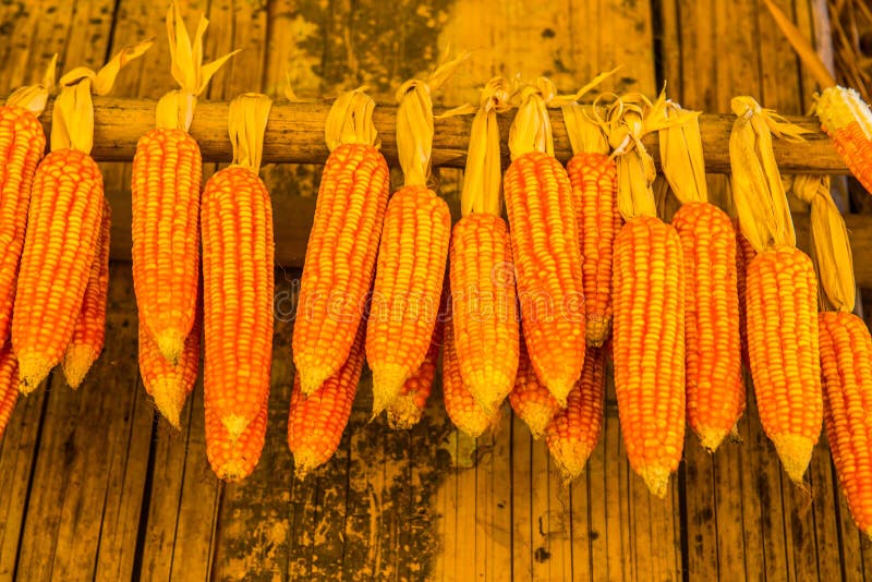 Dried corn on bamboo wall stock image. Image of farming - 212281059