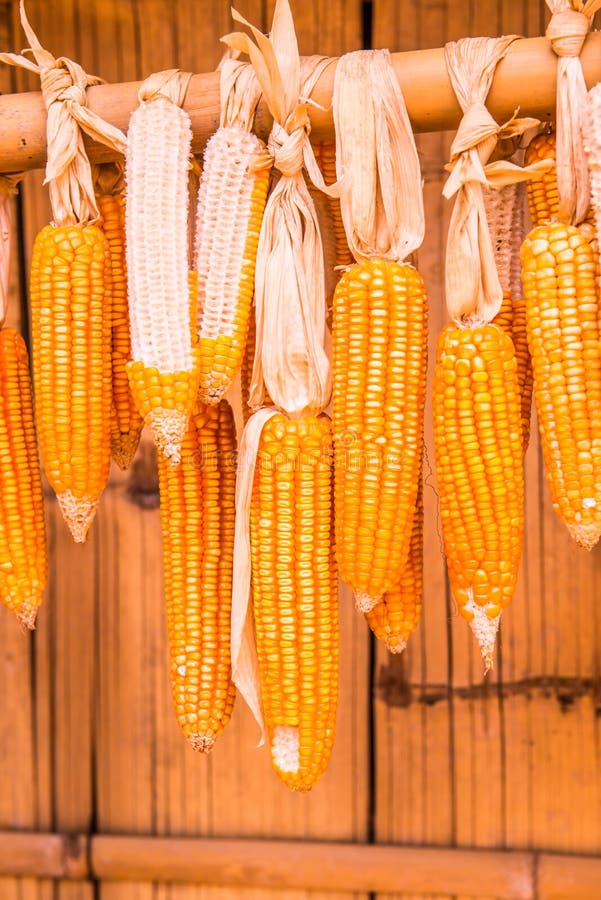 Dried corn on bamboo wall stock photo. Image of drying - 218025124