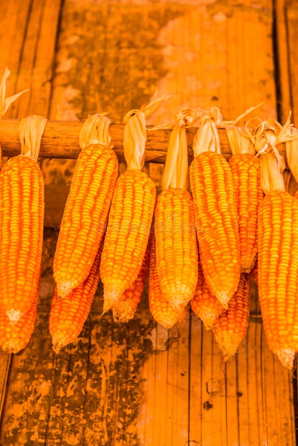 Dried corn on bamboo wall stock photo. Image of wall - 278773776