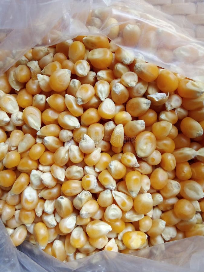 Dried Corn, the Basic Ingredient for Making Popcorn Stock Photo - Image ...
