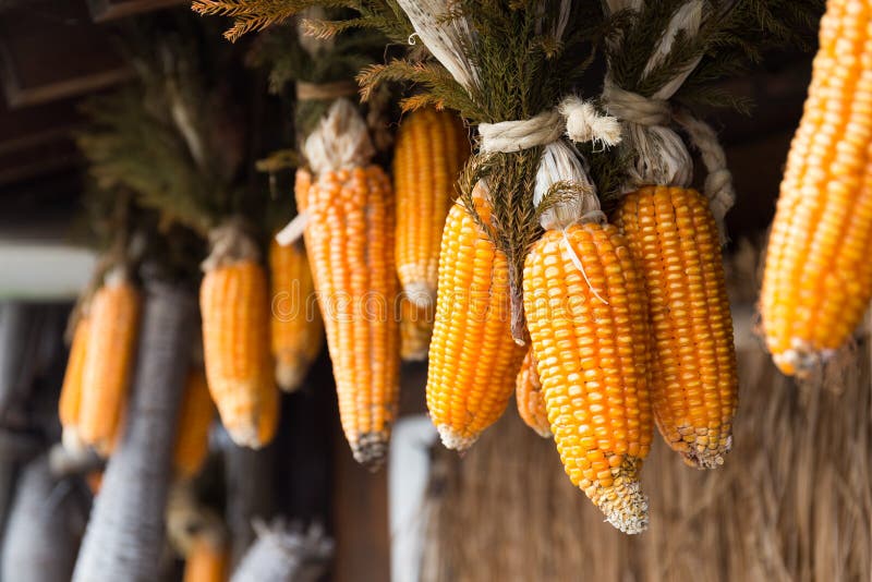 Dried corn stock photo. Image of food, harvest, pile - 83286014