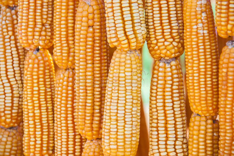 Dried corn bundle together stock image. Image of detail - 67623275