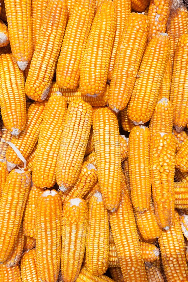Dried corn stock image. Image of closeup, ingredient - 49787751