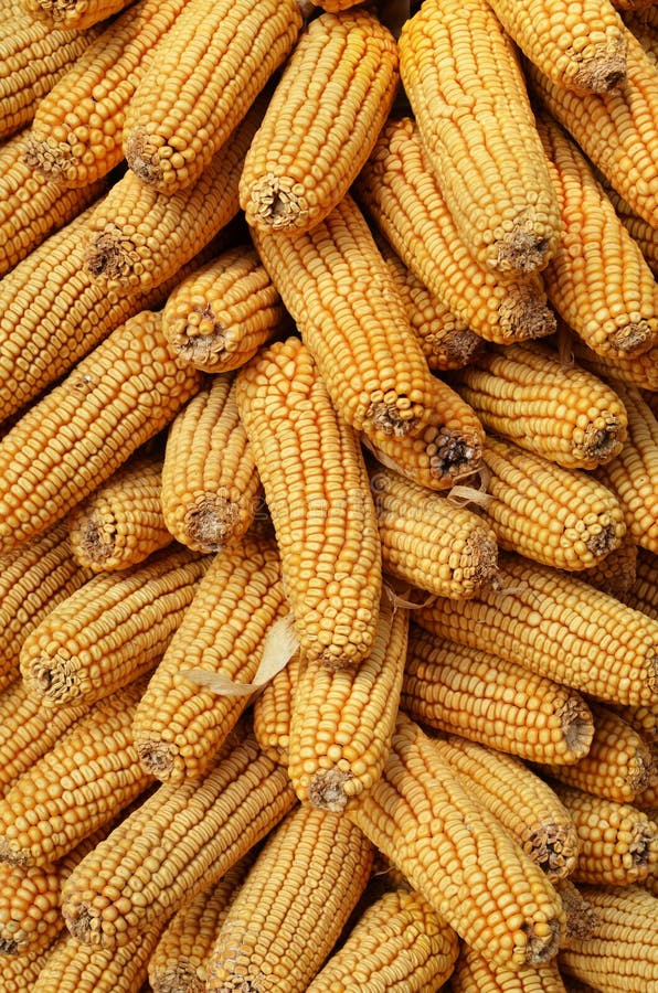 Dried corn stock image. Image of sweet, golden, product - 98498947