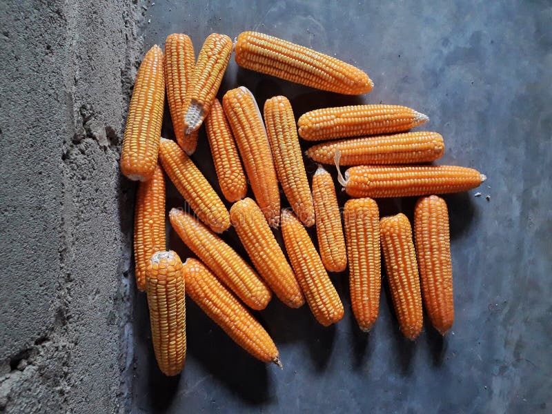 Dried corn in the cob stock image. Image of maize, agriculture - 267255985