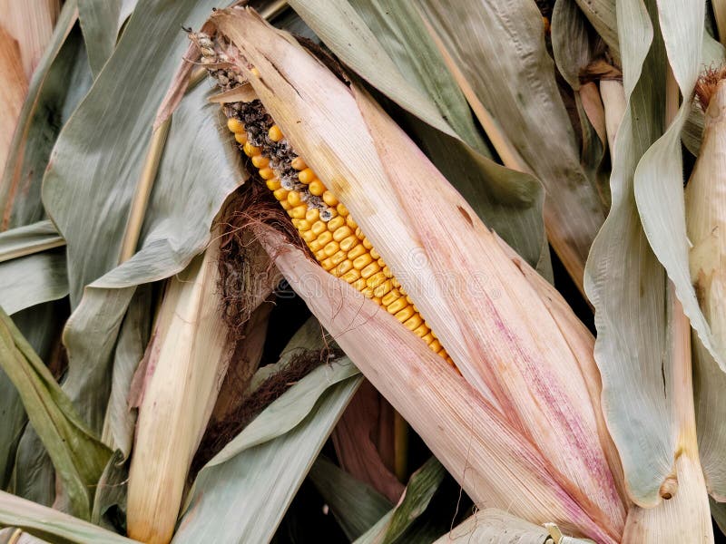 146 Rotten Corn Cob Stock Photos - Free & Royalty-Free Stock Photos ...
