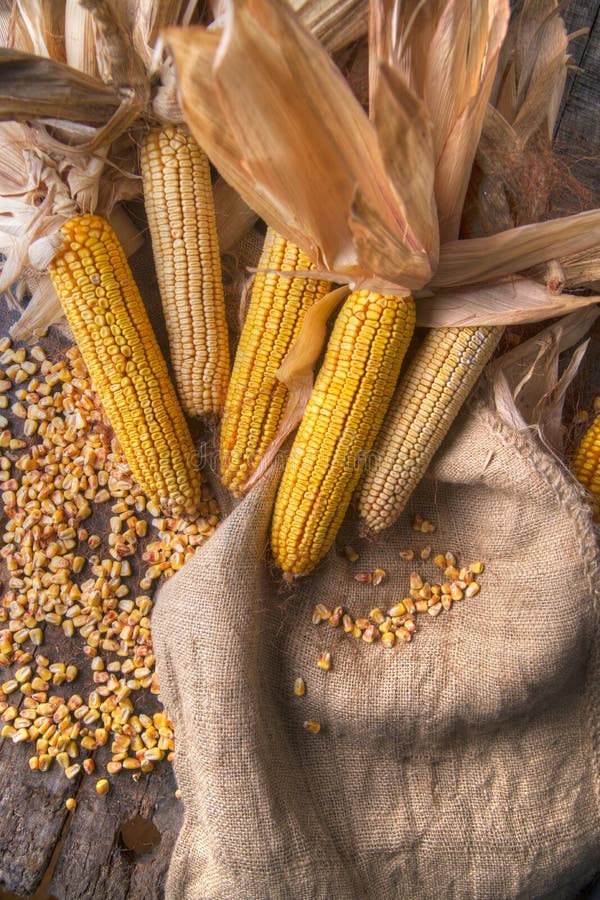 Dried corn cob stock image. Image of summer, farm, flour - 68449847
