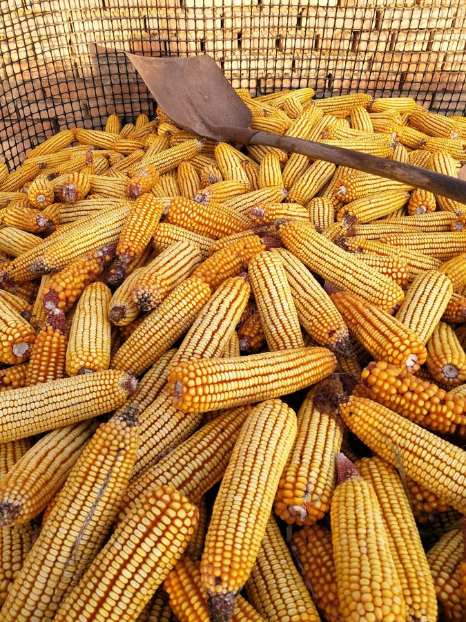 Dried corn cobs stock image. Image of shovel, yellow - 135678513