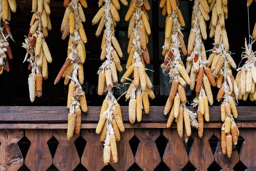 Dried Corn Cobs. Dried Corns Hanging on Rustic Wall Stock Photo - Image ...