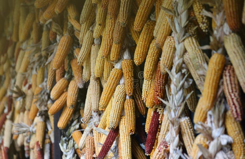 Dried Corn Cobs. Dried Corns Hanging on Rustic Wall Stock Image - Image ...